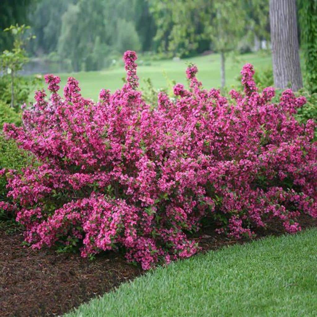 10 Fast-Growing Privacy Shrubs to Quickly Enhance Your Yard