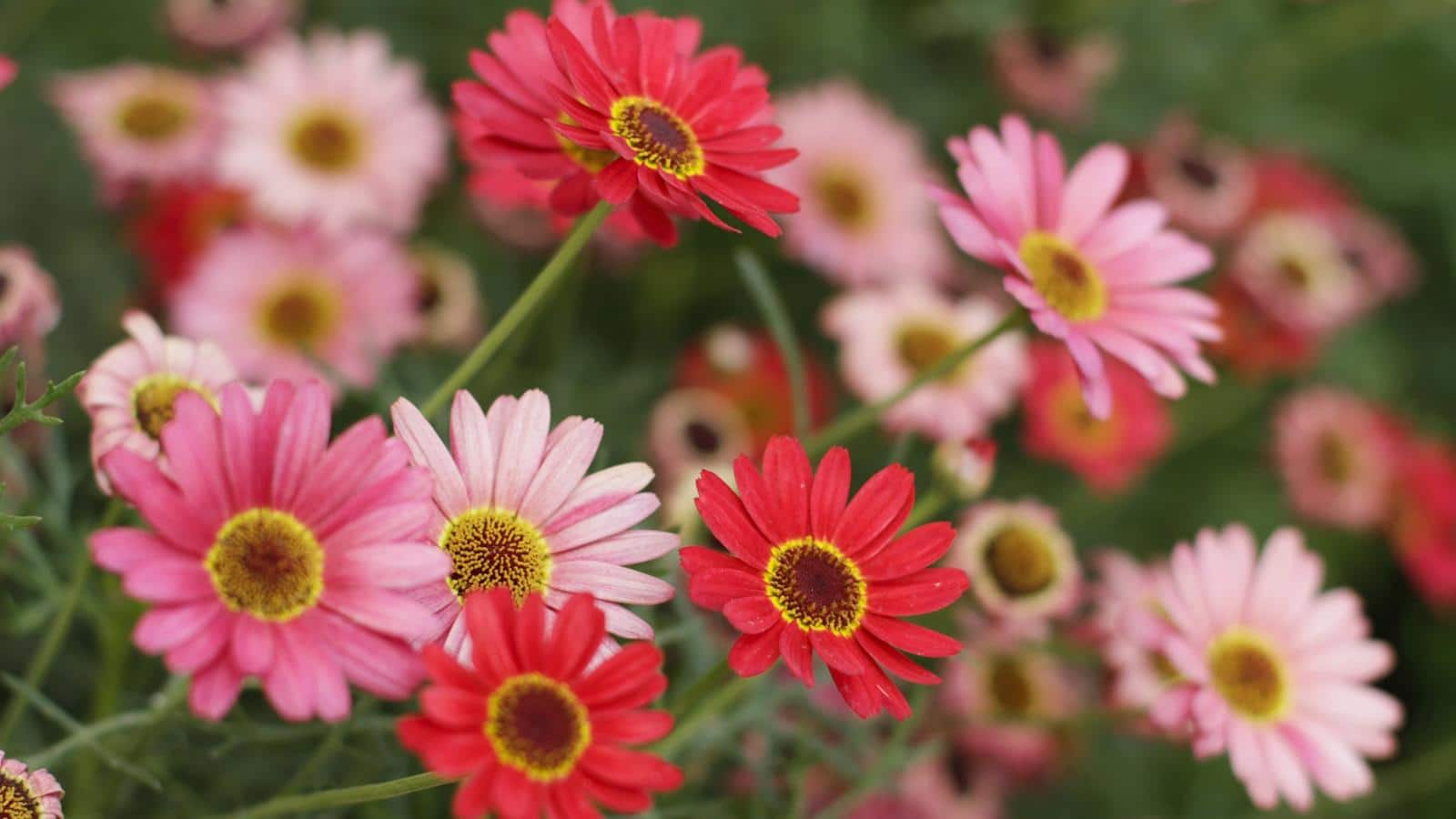 Glow Up Your Garden in 2024: Secrets to Vibrant Gerbera Daisies.