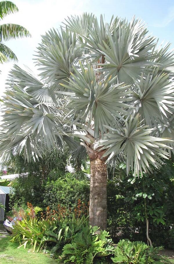 Transform Your Garden with 35 Stunning Palm Tree Varieties.