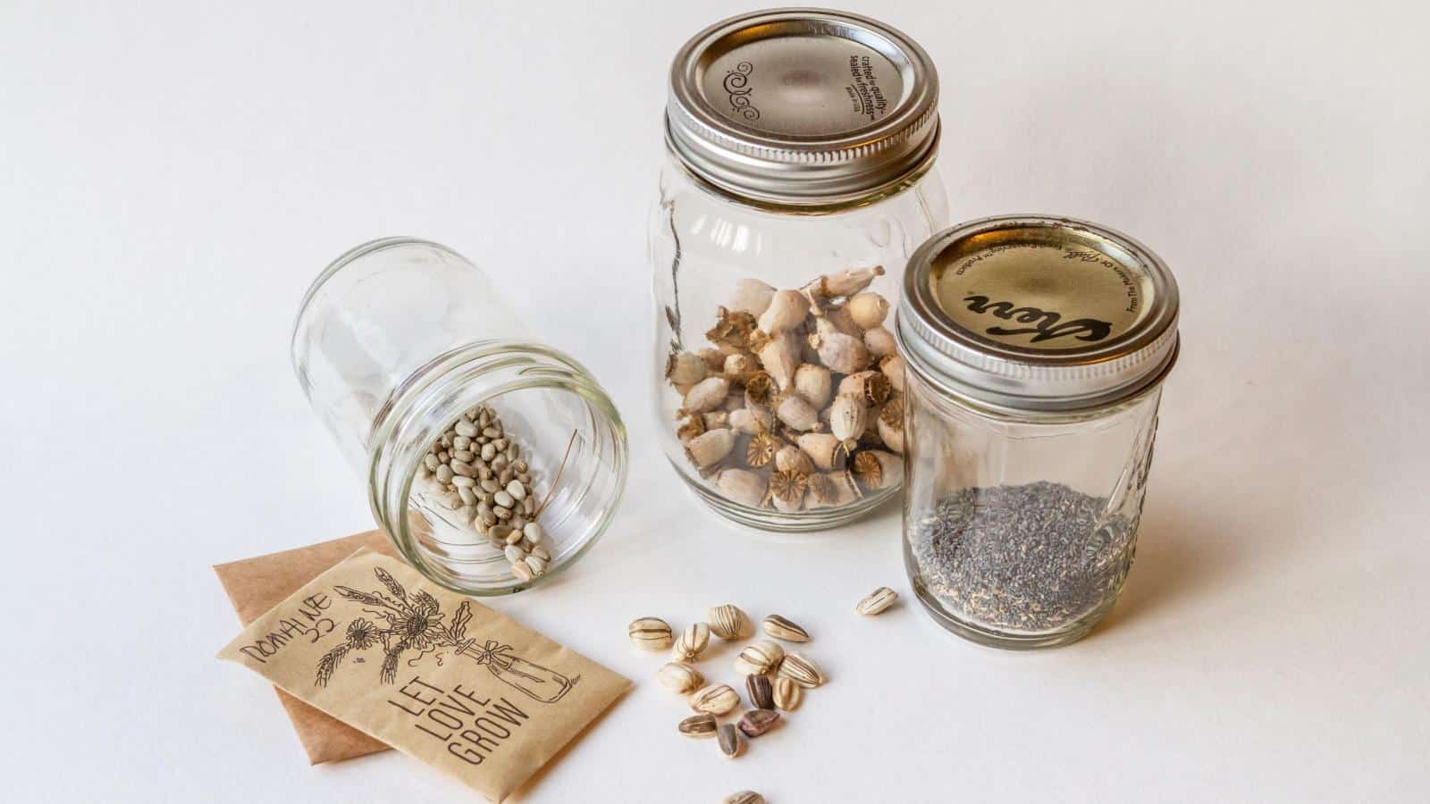 5 Creative Seed Storage Hacks for 2024.