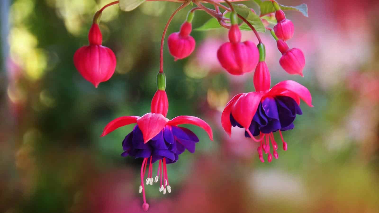 Bloom Brilliant Fuchsias in 2024. Secrets to Effortless Propagation.