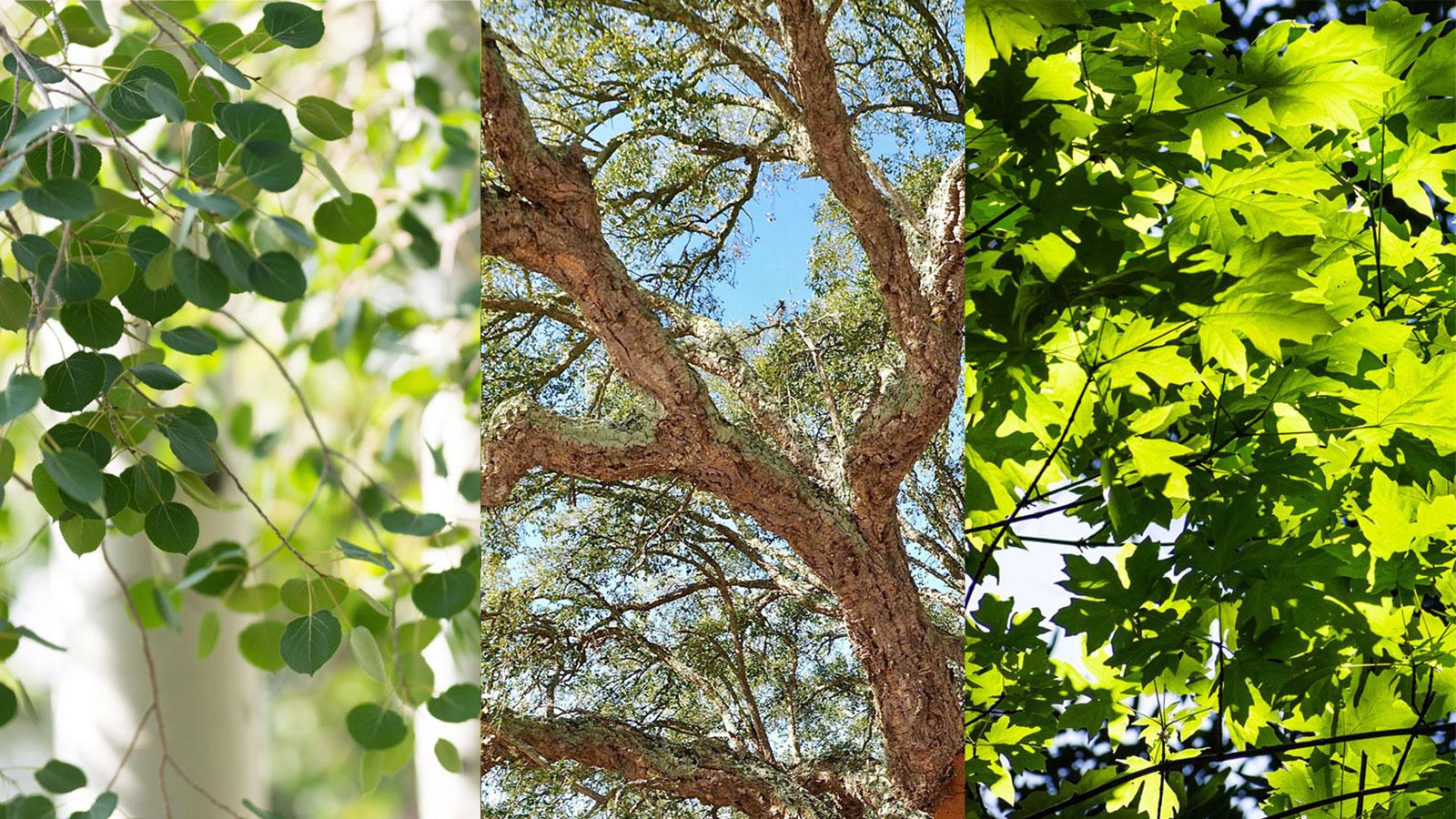 Fire-Resistant Trees: 6 Secrets for Smart Landscaping in 2024.