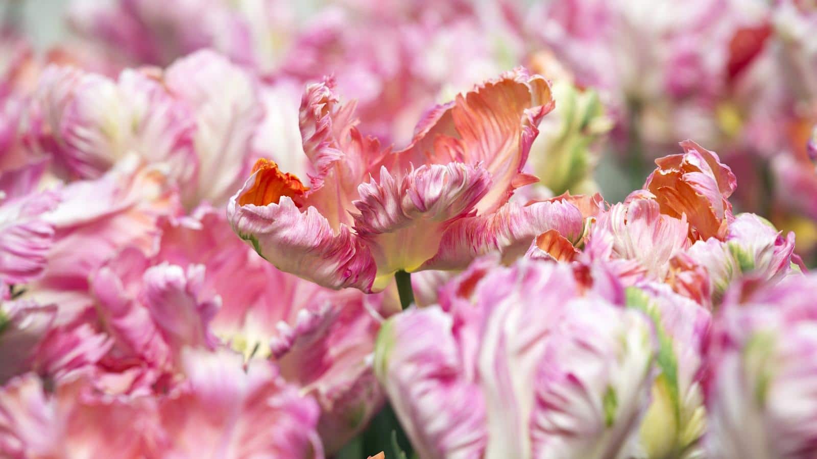 Discover 8 Secret Bulbs for Stunning 2024 Blooms.