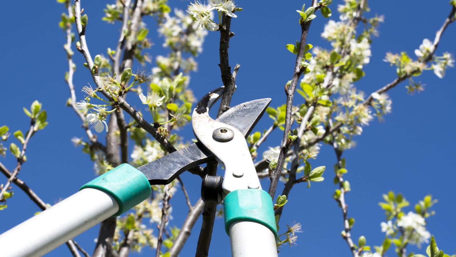 Secrets to Avoid Tree Pruning in 2024 for Healthy Growth.