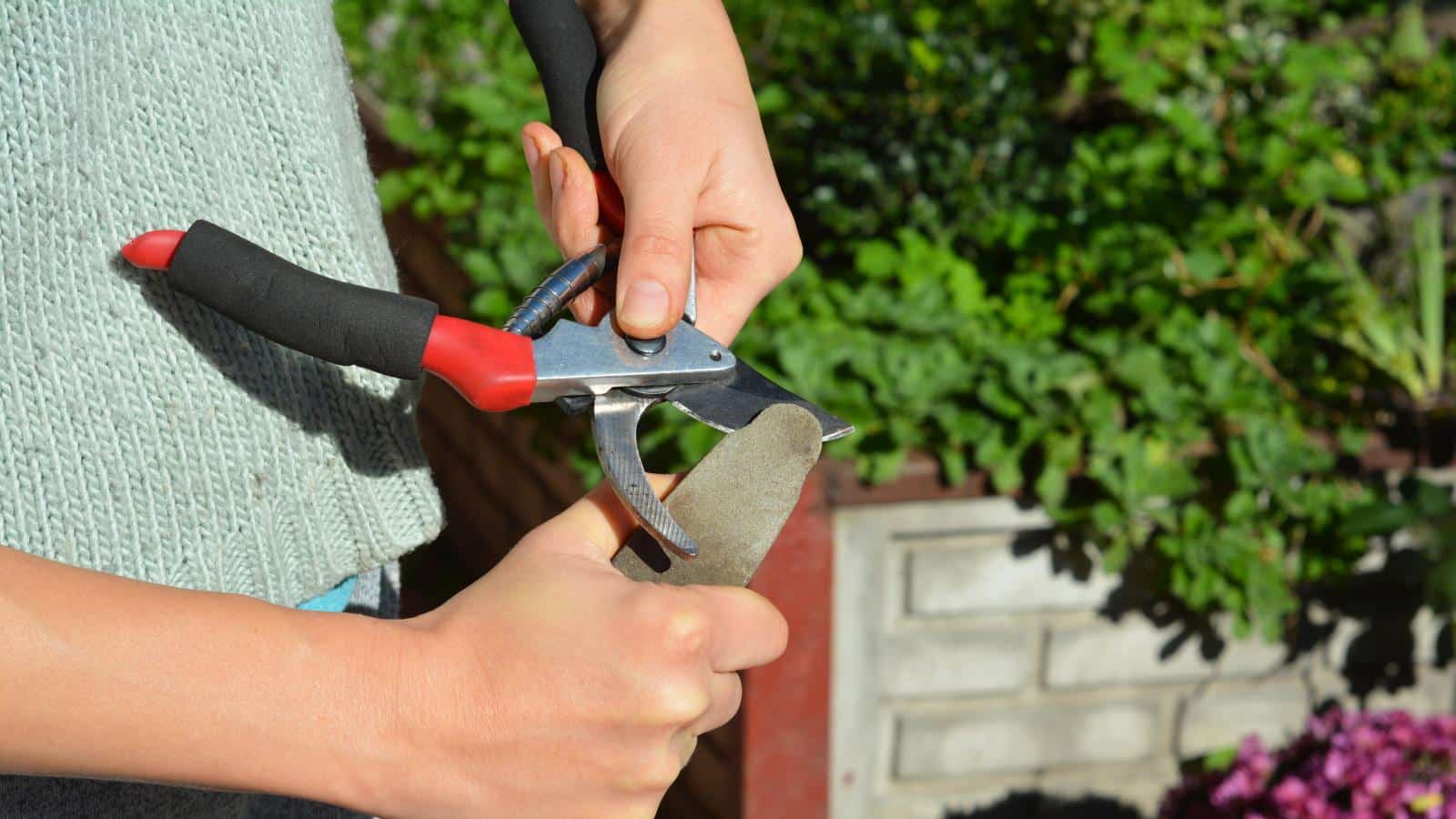 Sharpen Your Pruning Shears: 5 Secrets for 2024 Amazing Cuts.