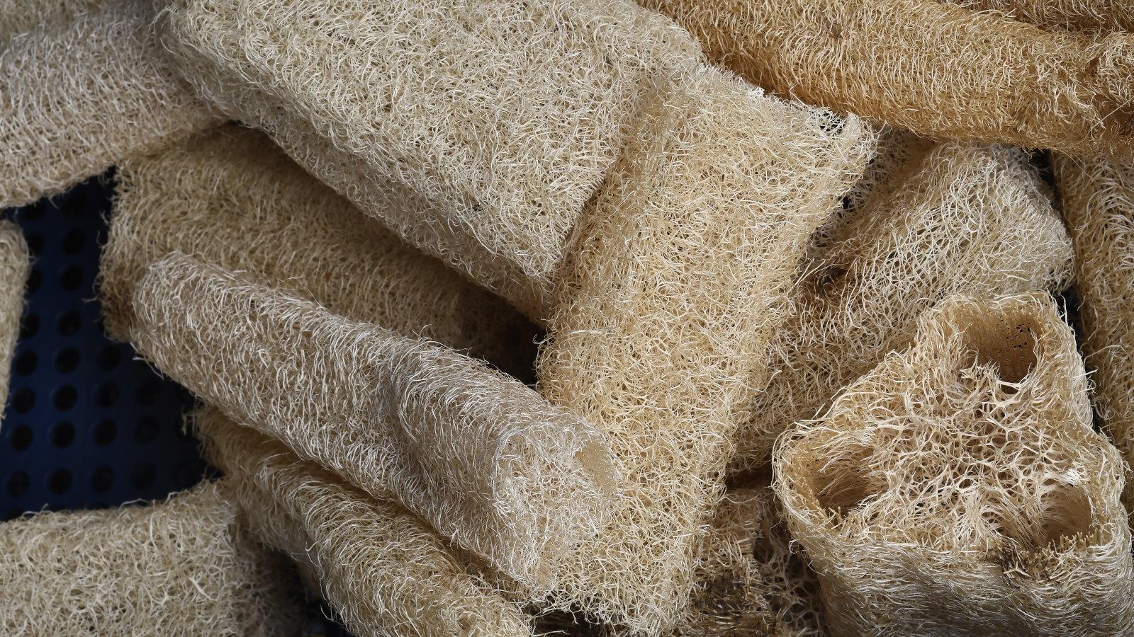 Harvest Luffa Secrets: Transform Sponges by 2024 – Learn How!