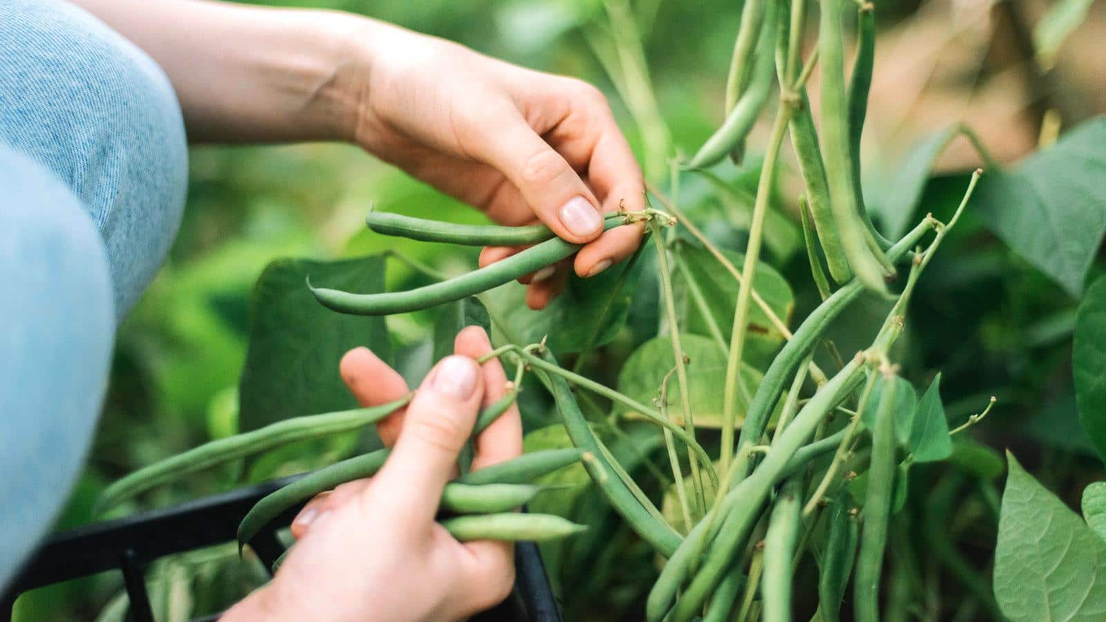 Harvest Bush Beans at Their Peak: 5 Secrets for 2024.