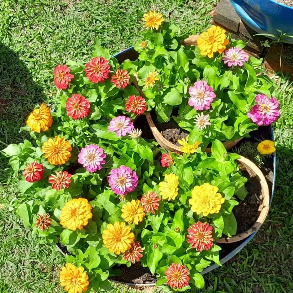 Flower Bed: Tips and Ideas for a More Colorful and Inviting Garden